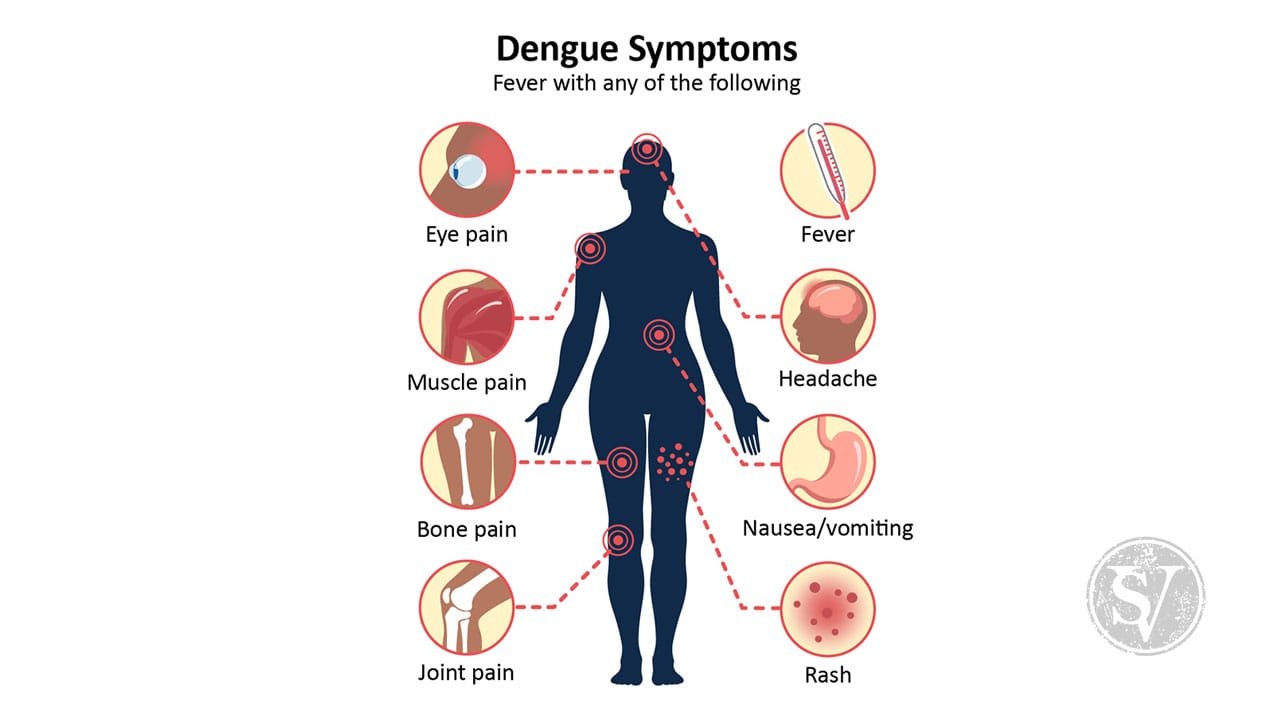 What is Dengue Fever? Know everything about the disease